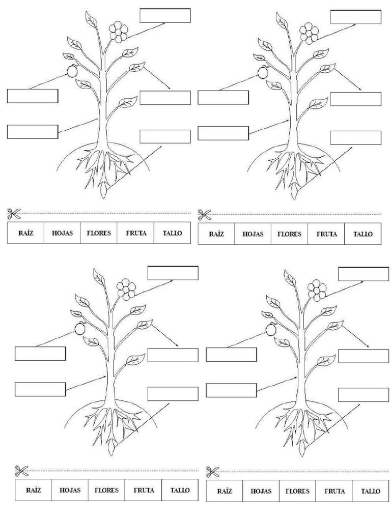 Partes de La Planta | PDF