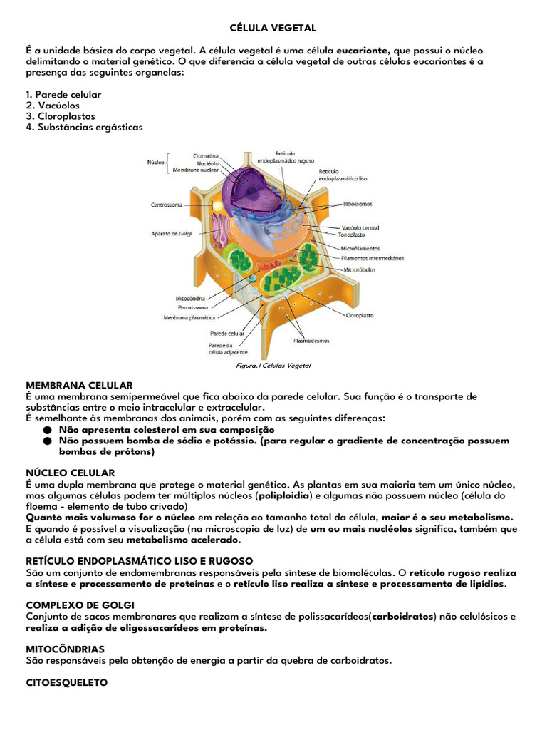 Célula Vegetal | PDF