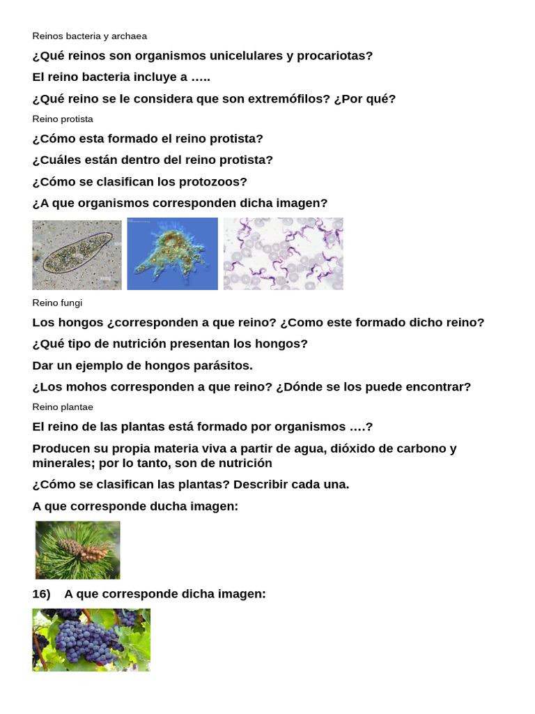 Actividad de Repaso de Los Reinos | PDF