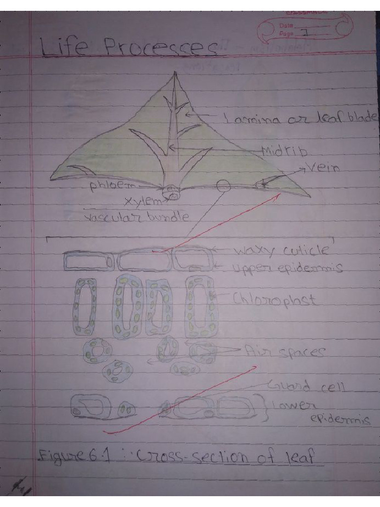 Class X Bio Ch1 Life Processes | PDF