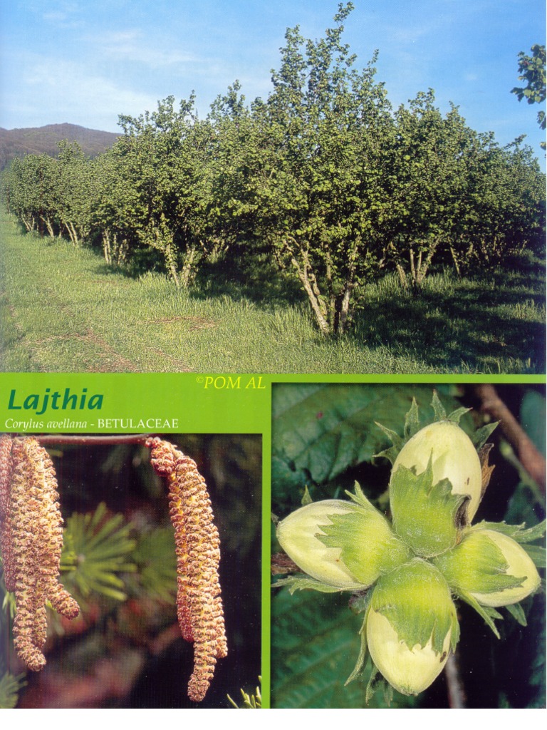 LAJTHIA | PDF