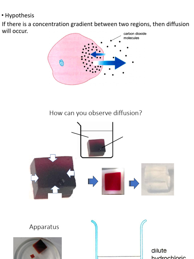 Sec 3 Biology Practical (Diffusion & CO2 in Breathed Air) August Semester One 2024-2025 | PDF ...