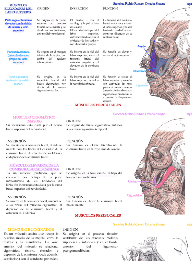 Músculos Peribucales y sus Funciones | PDF | Cara | Tejido suave