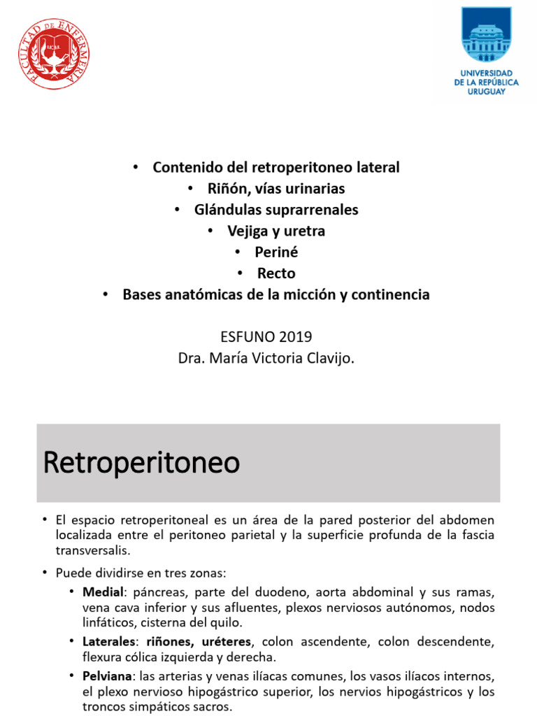 Aparato Urinario, Glándula Suprarrenal, Recto, Periné | PDF