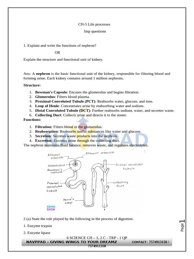 CH 5 Class 10 Imp Questions | PDF | Digestion | Wellness