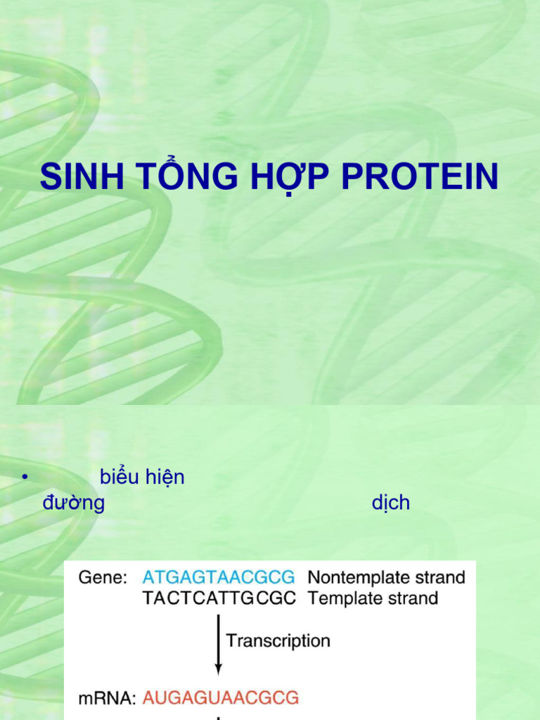 Chương 7. Sinh T NG H P Protein | PDF