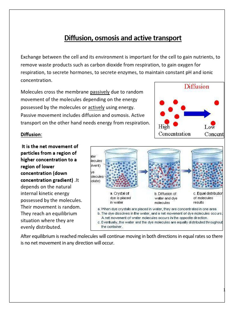 Diffusion, Osmosis and Active Transport. | PDF
