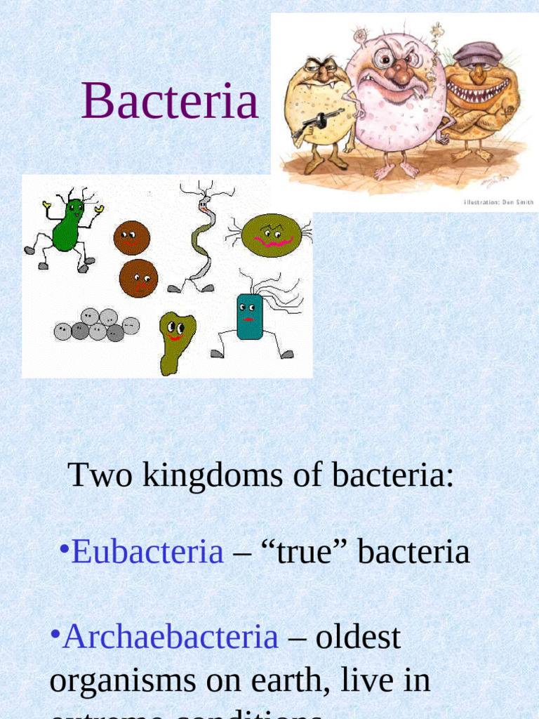 Bacteria | PDF