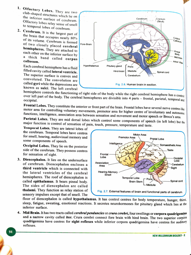 human brain | PDF
