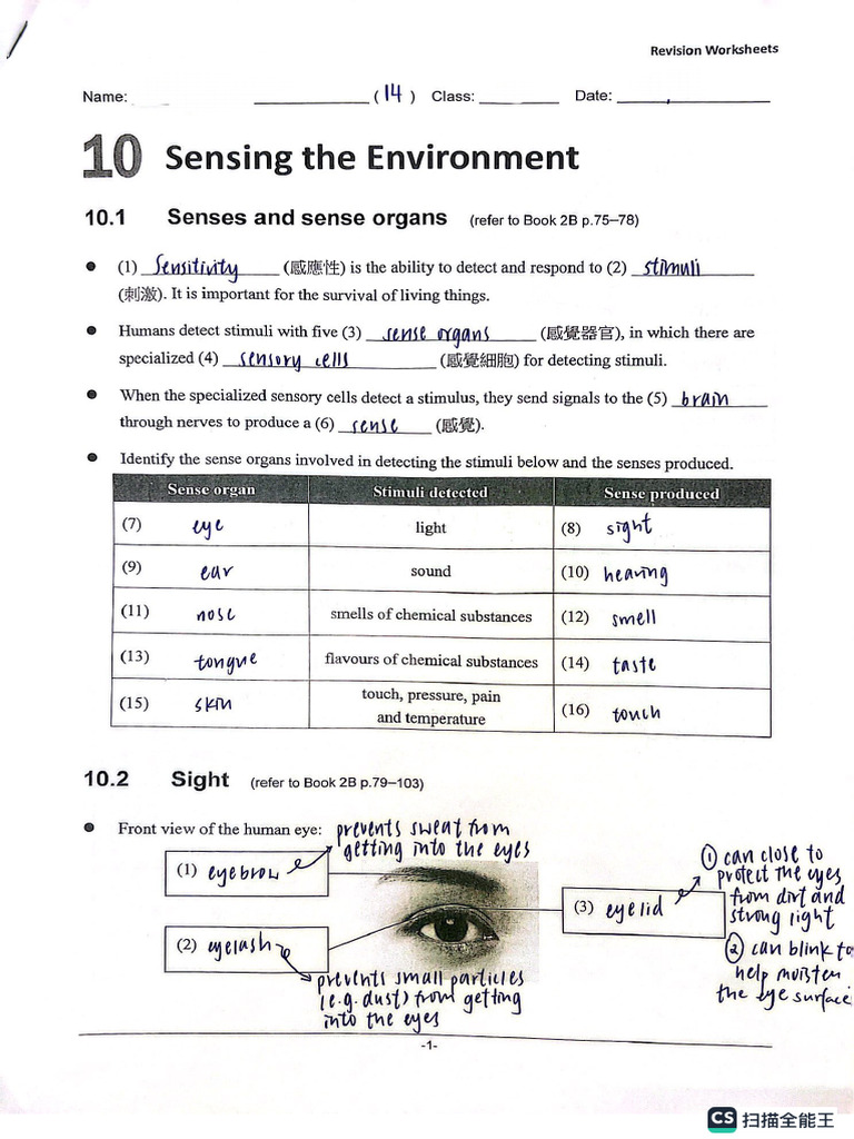 Eye | PDF