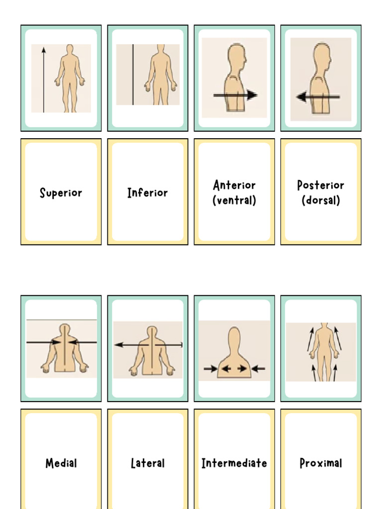 directional terms flashcards | PDF