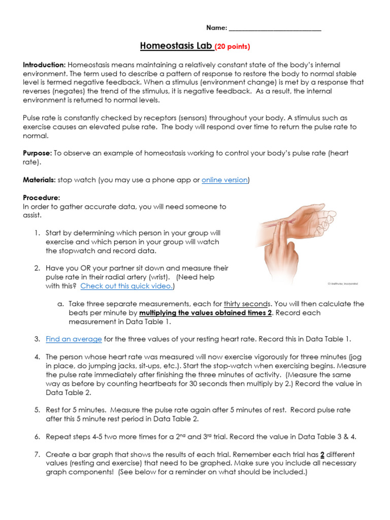 Homeostasis Heart Rate Lab | PDF