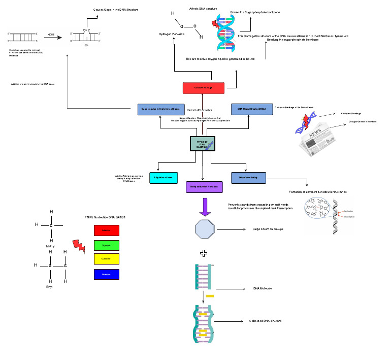 Types of DNA Damages | PDF