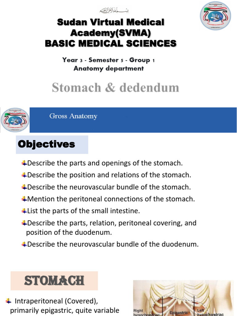 (ANATOMY) The Stomach and Duodenum | PDF
