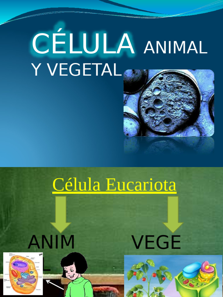 Celula Animal y Vegetal | PDF