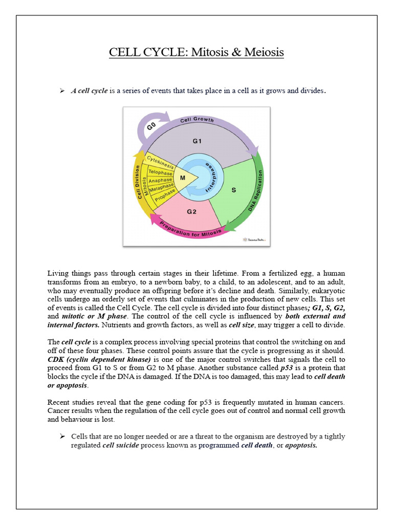 Cell Cycle | PDF