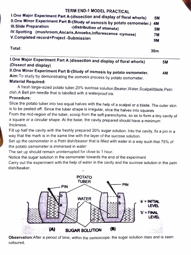 XI Term End 1 Practical Study Material | PDF
