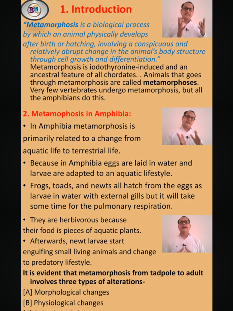 Metamorphosis | PDF