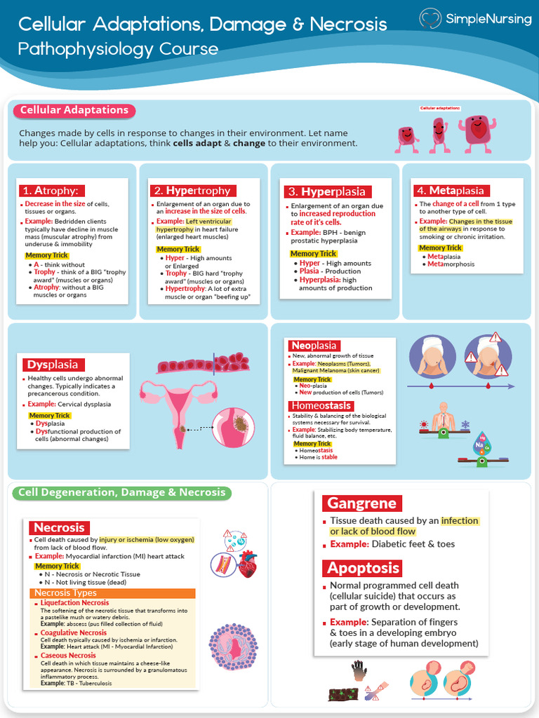 Cellular Adaptations and Necrosis Explained | PDF | Necrosis | Neoplasms