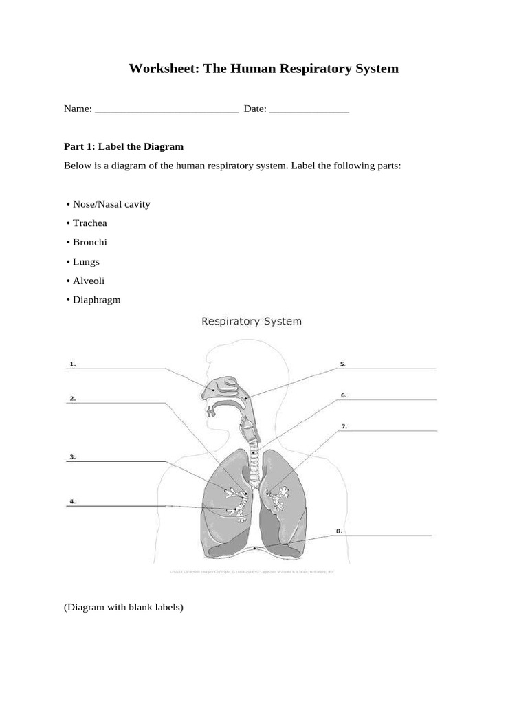 Worksheet - Unit 1 The Human Respiratory System & Key | PDF
