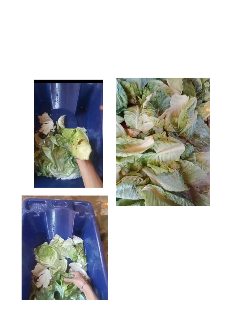 Sortasi Basah Untuk Memilih Daun Kubis Yang Kondisinya Baik Untuk ...