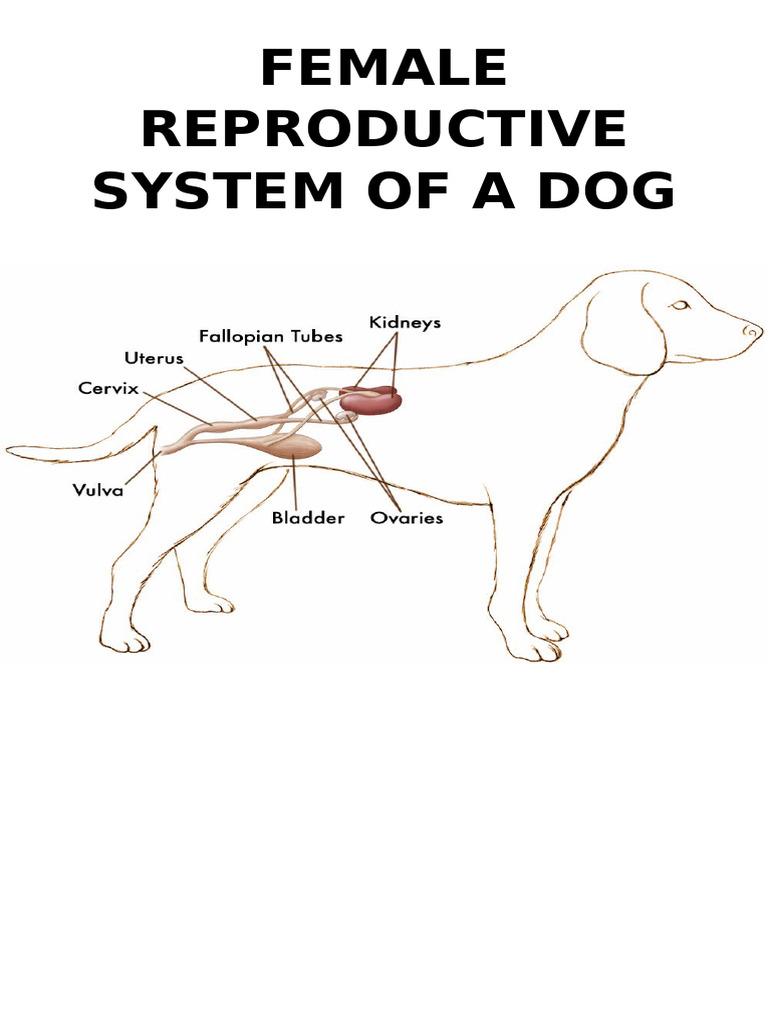 Female Reproductive System of A Dog | PDF