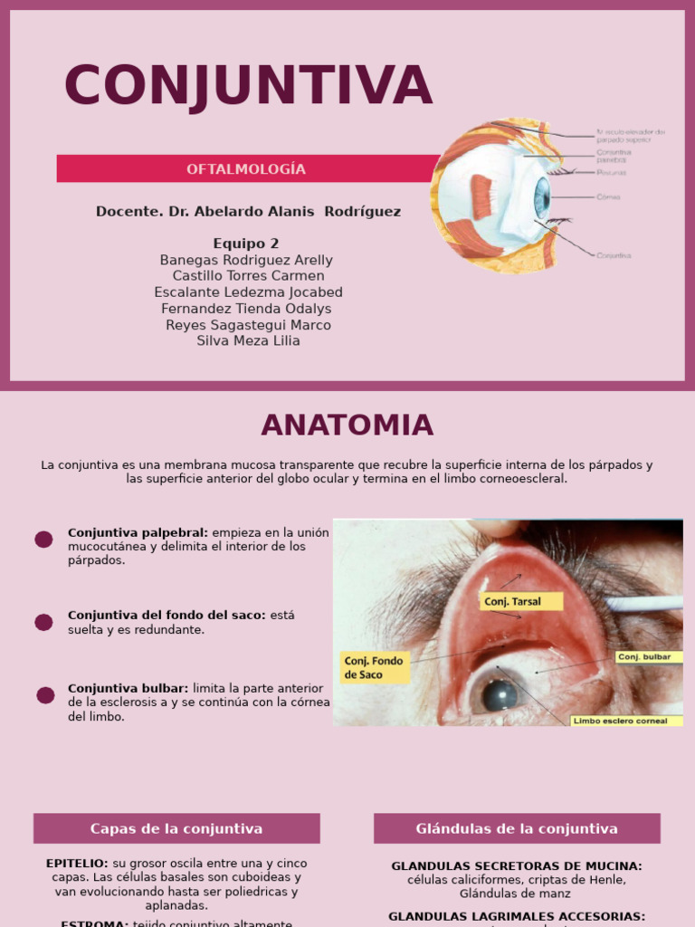 CONJUNTIVA | PDF