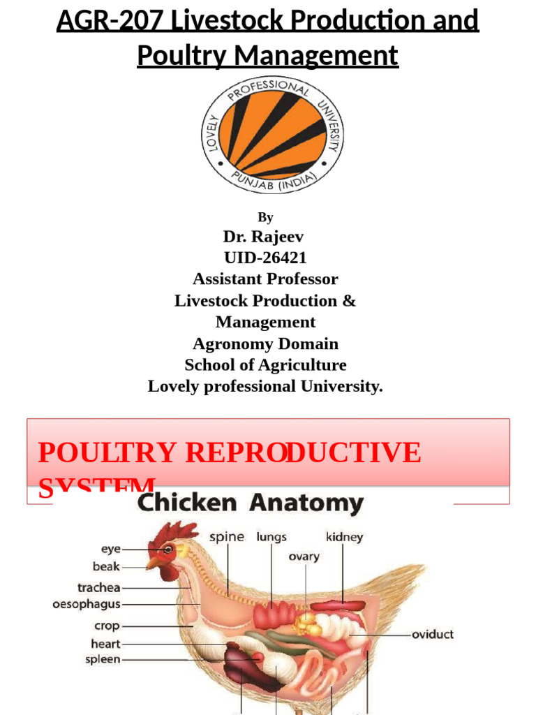 Reproductive System of Poultry | PDF