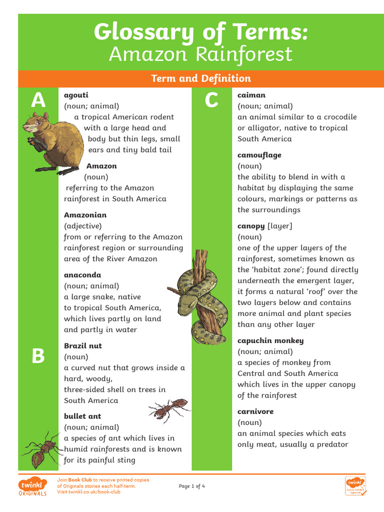Glossary of The Rainforest | PDF