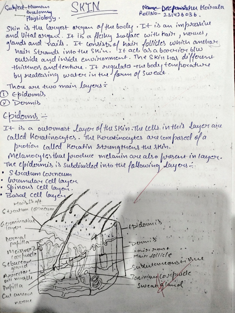 Skin Assignment | PDF
