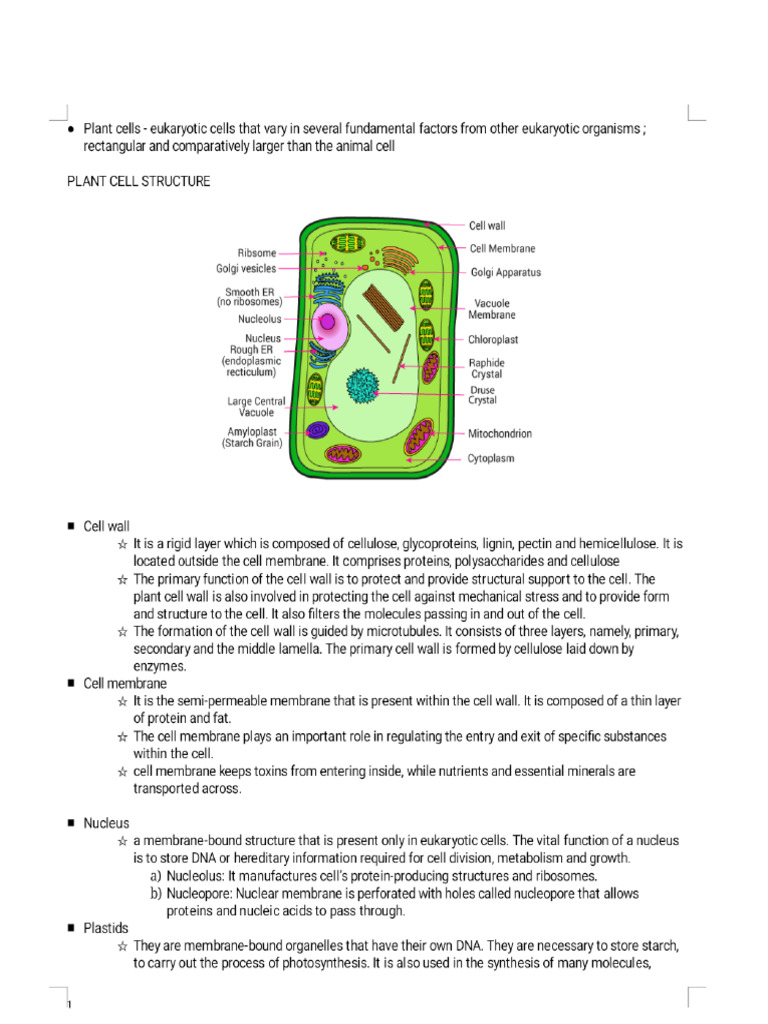 Botany Lesson 2 | PDF