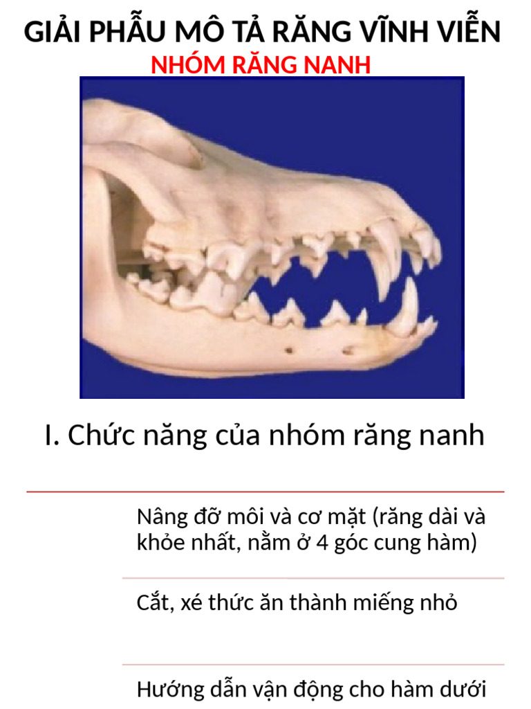 PART 1 B7.GIẢI PHẪU MÔ TẢ RĂNG NANH | PDF