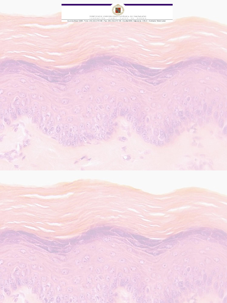 Laboratorio 4 Epitelios de Revestimiento Bio 452 | PDF | Epitelio ...