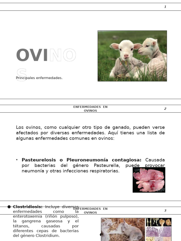 Enfermedades Comunes en Ovinos y Caprinos | PDF | Oveja | Diarrea