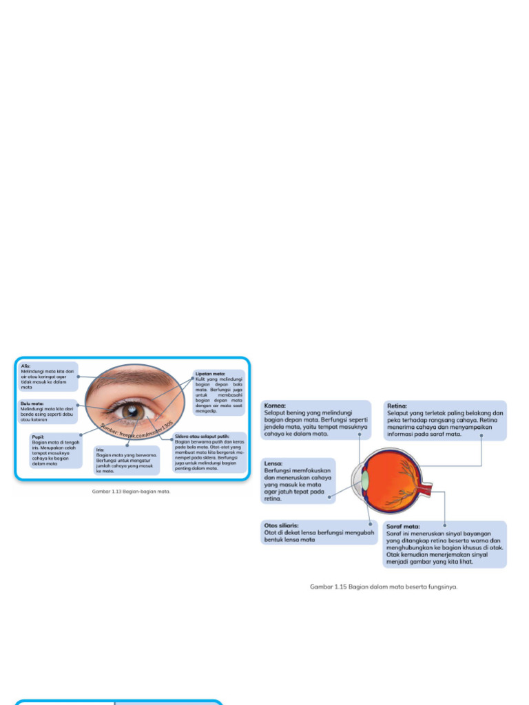 Bagian-Bagian Mata | PDF
