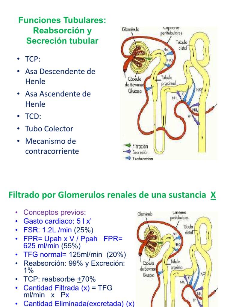 Función y Reabsorción Tubular Renal | PDF | Riñón | Science