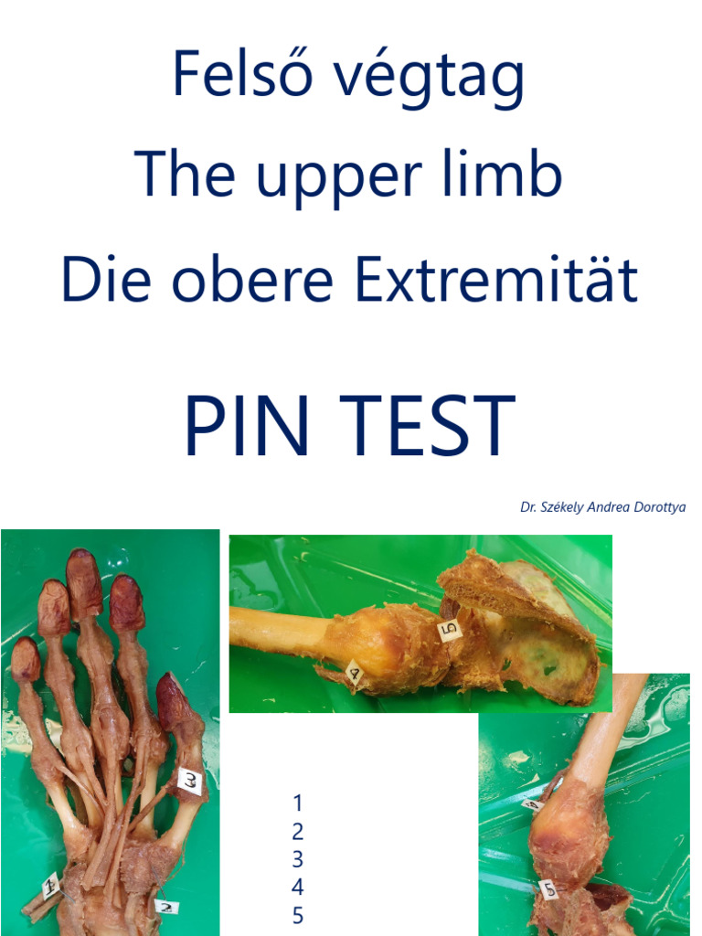 Pintest Upper Arm | PDF