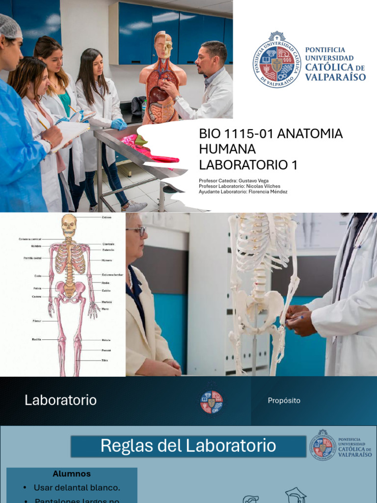 Primer Laboratorio Anatomia TM | PDF