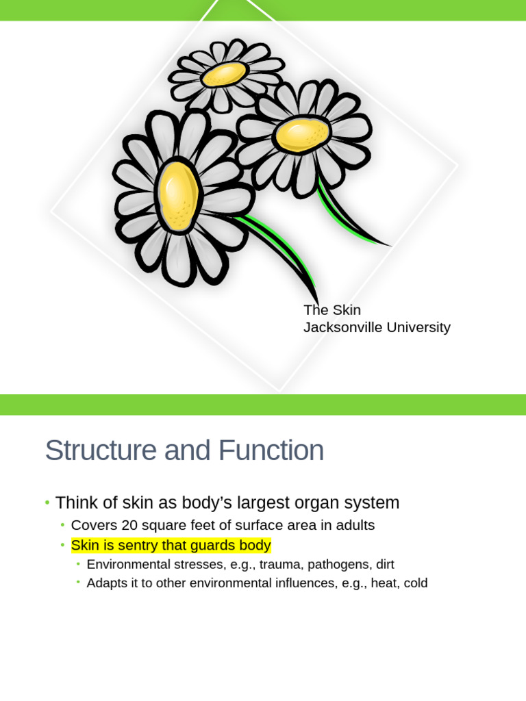 Derm PPT Spring 2023 | PDF