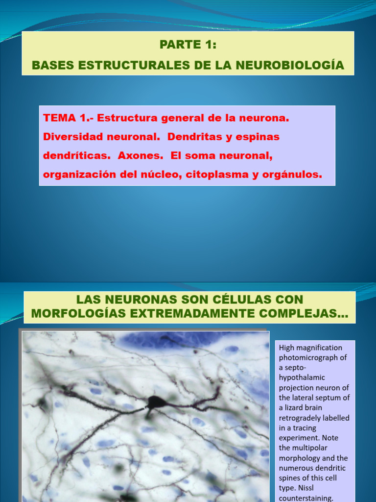 TEMA 1 Estructura neuronal | PDF
