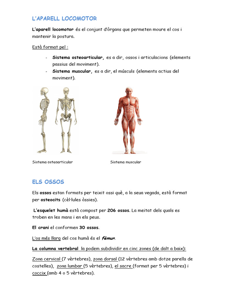 Estructura del Aparato Locomotor | PDF | Anatomía | Deportes y ...