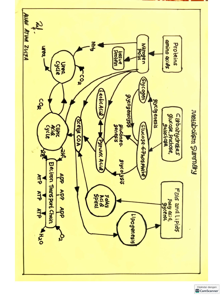 ALIAH ATIKA ZULFA TUGAS 4 (Metabolisme Gizi Makro) - 1 | PDF