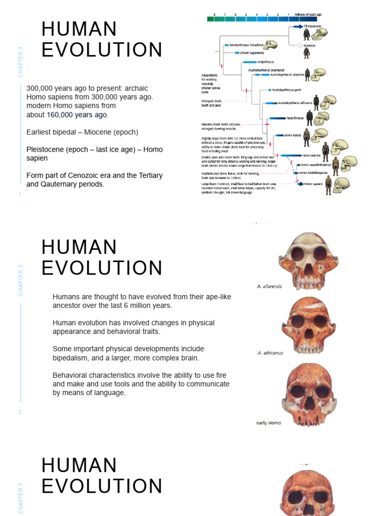 Human Evolution | PDF