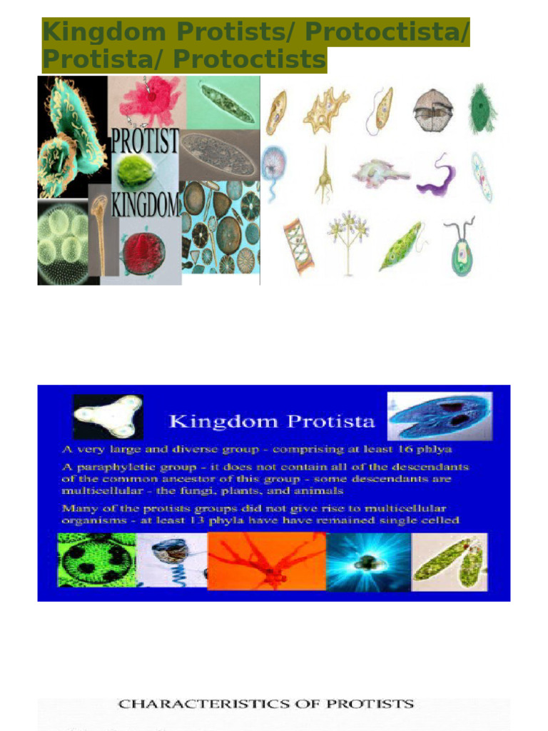 Kingdom Protista | PDF