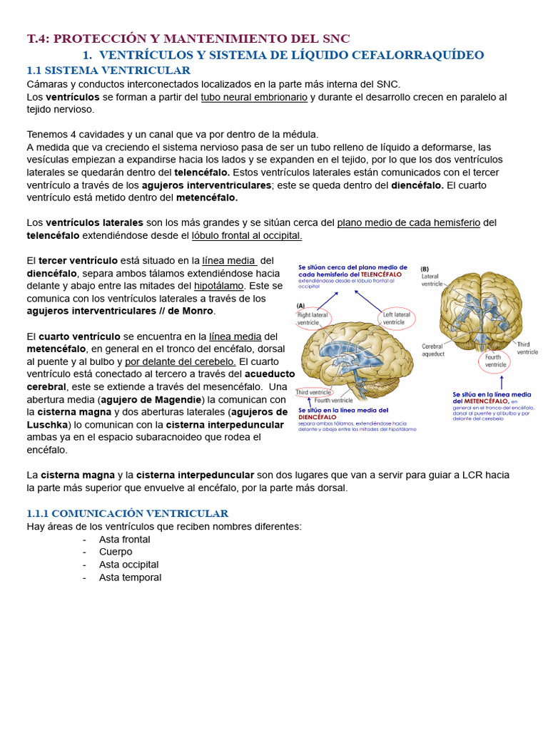t4 Neuro | PDF