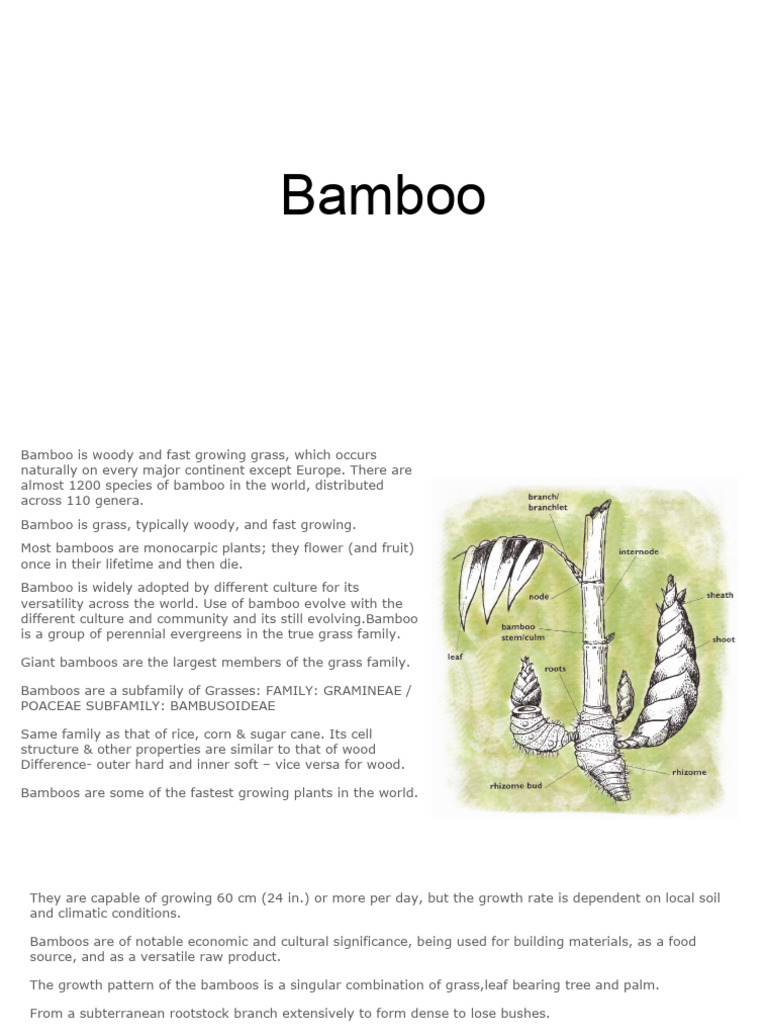 Bamboo | PDF