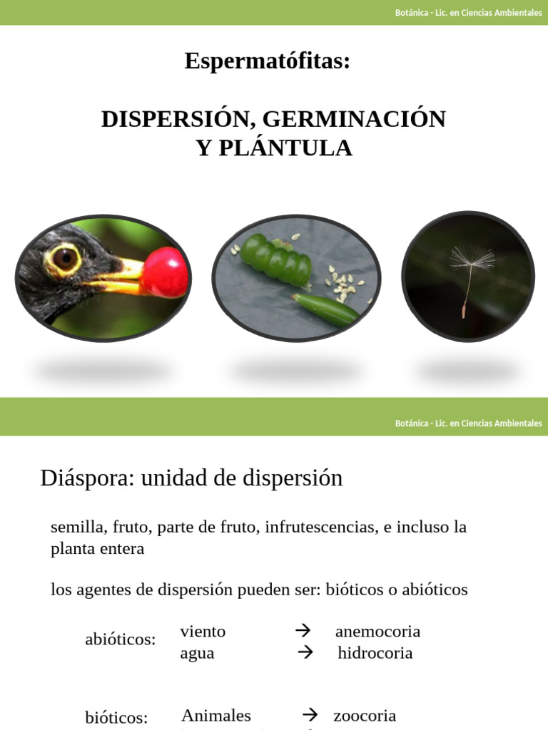 Espermatófitas, Dispersión, Germinación, Plántula | PDF
