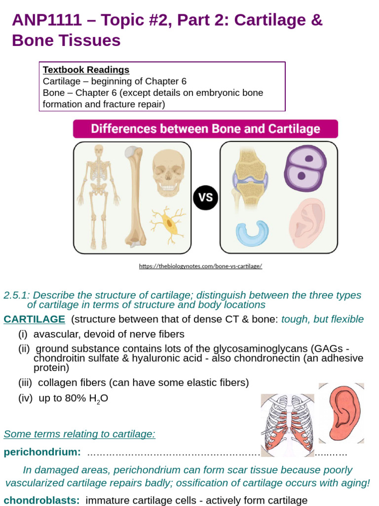 ANP1111 Lecture 3 2024 Topic 2 Tissues Part 2 (Cartilage and Bone) | PDF