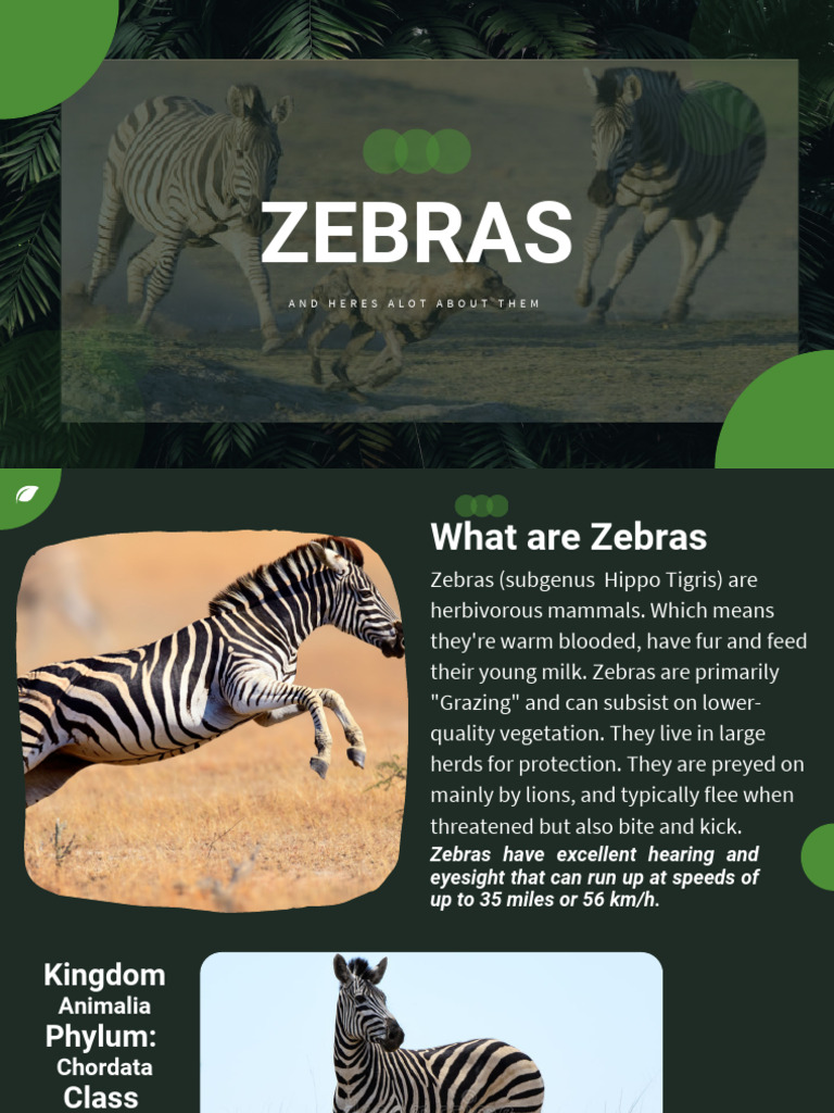 Zebras | PDF | Zebra | Equus (Genus)