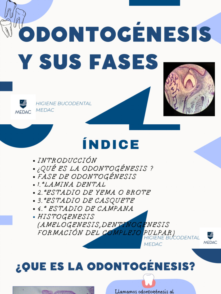 Odontogénesis y Sus Fases (1) | PDF